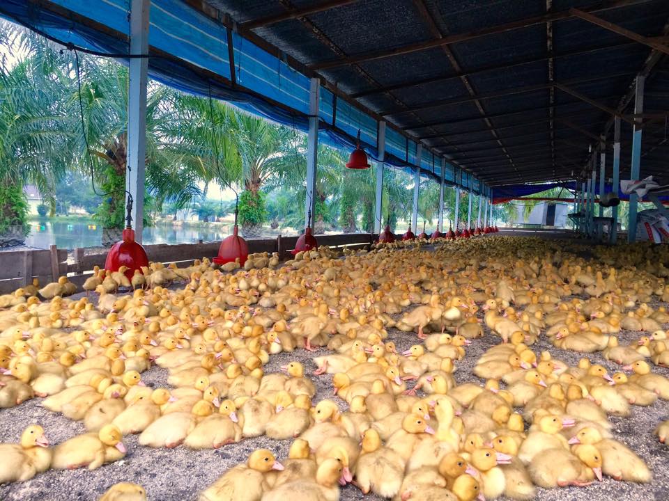 Trong Leisure Farm & Resort, Terong, PERAK – GoKelah