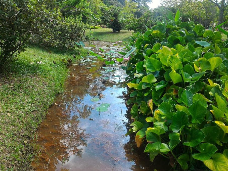 FRIM Kepong Botanic Gardens, Kepong, SELANGOR – GoKelah